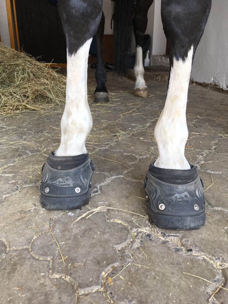 Boty pro koně - jednoduché nákupy? :: Equiblog